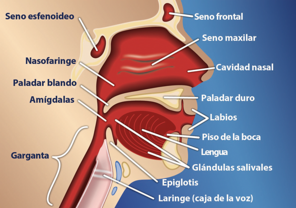 Cáncer de cabeza y cuello: tipos, síntomas y formas de adquirirlo
